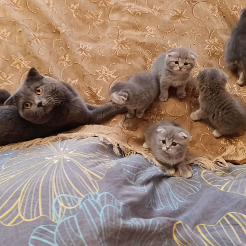 Шотландские вислоухие котята