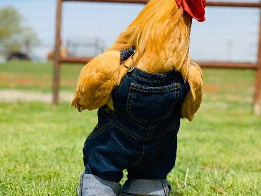 Цыплята бройлера росс 308 Чехия