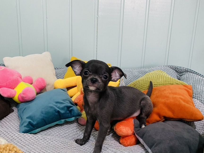 Супер красоточка