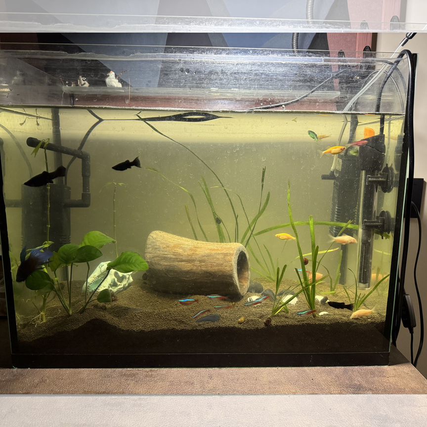 Готовый аквариум с рыбками