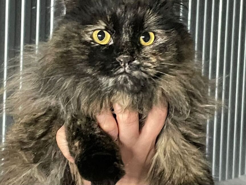 Шикарная кошка Черепашка