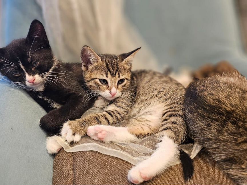 Котята 1 месяц