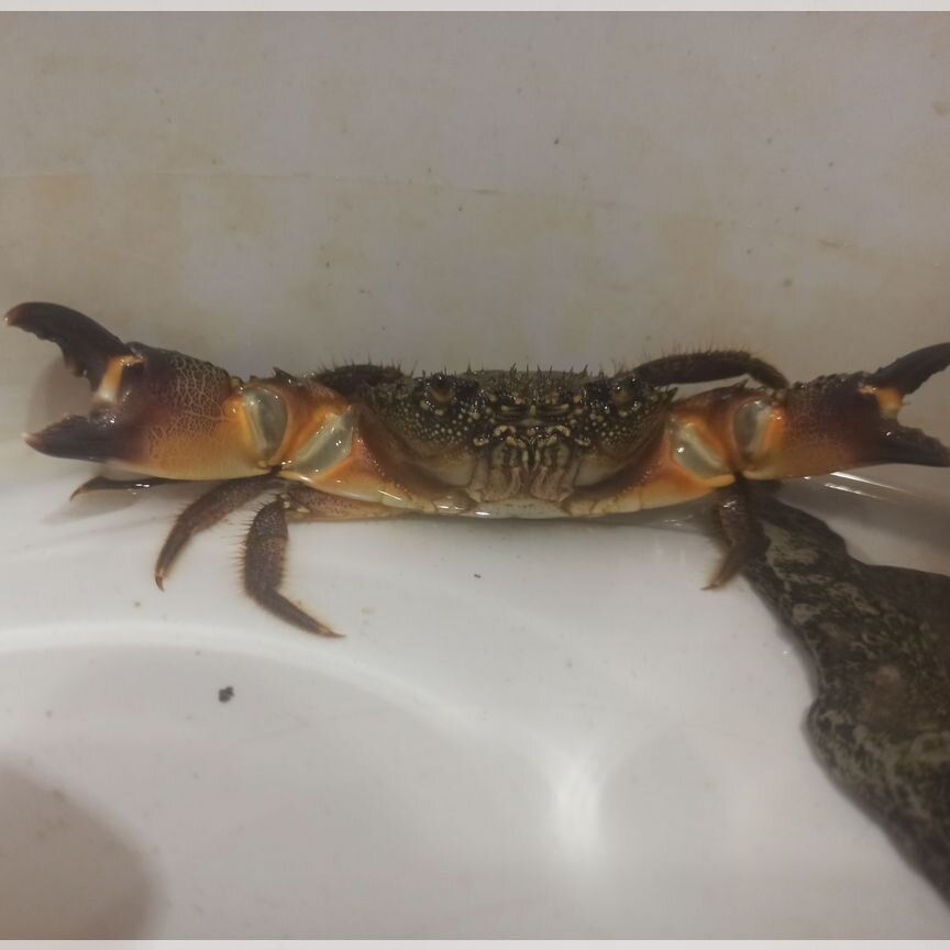 Краб морской каменный