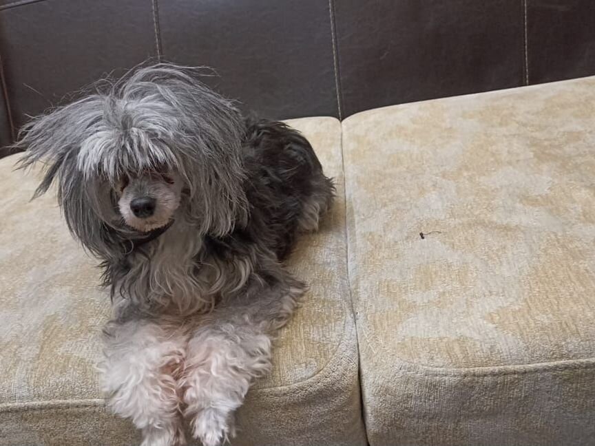 Собаки потеряшки