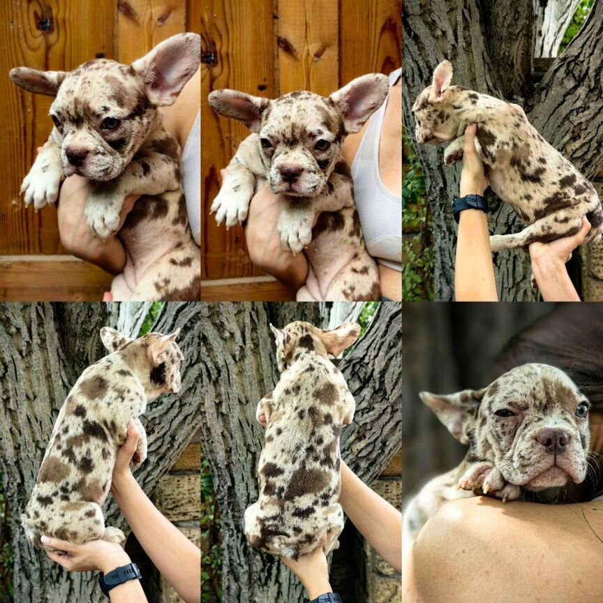 Французский бульдог