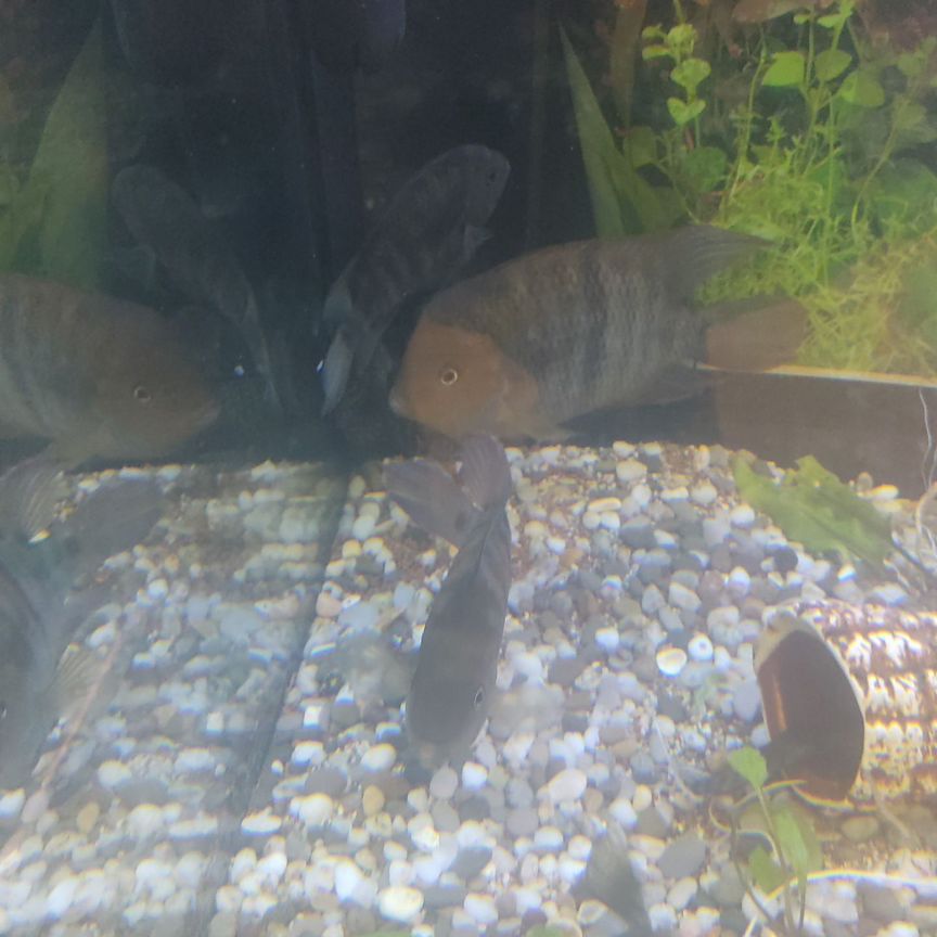 Аквариумные рыбки москва