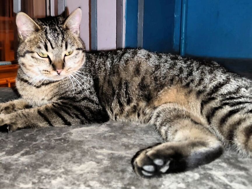 Найдена кошка