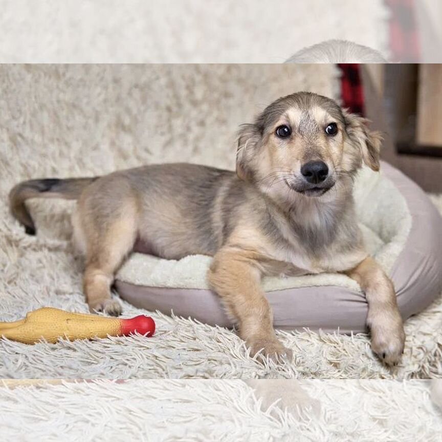 Щенок в добрые руки