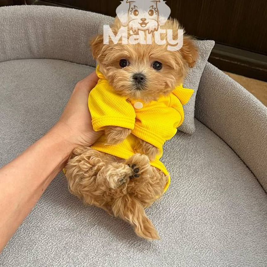 Мальтипу f1 micro мальчик baby face