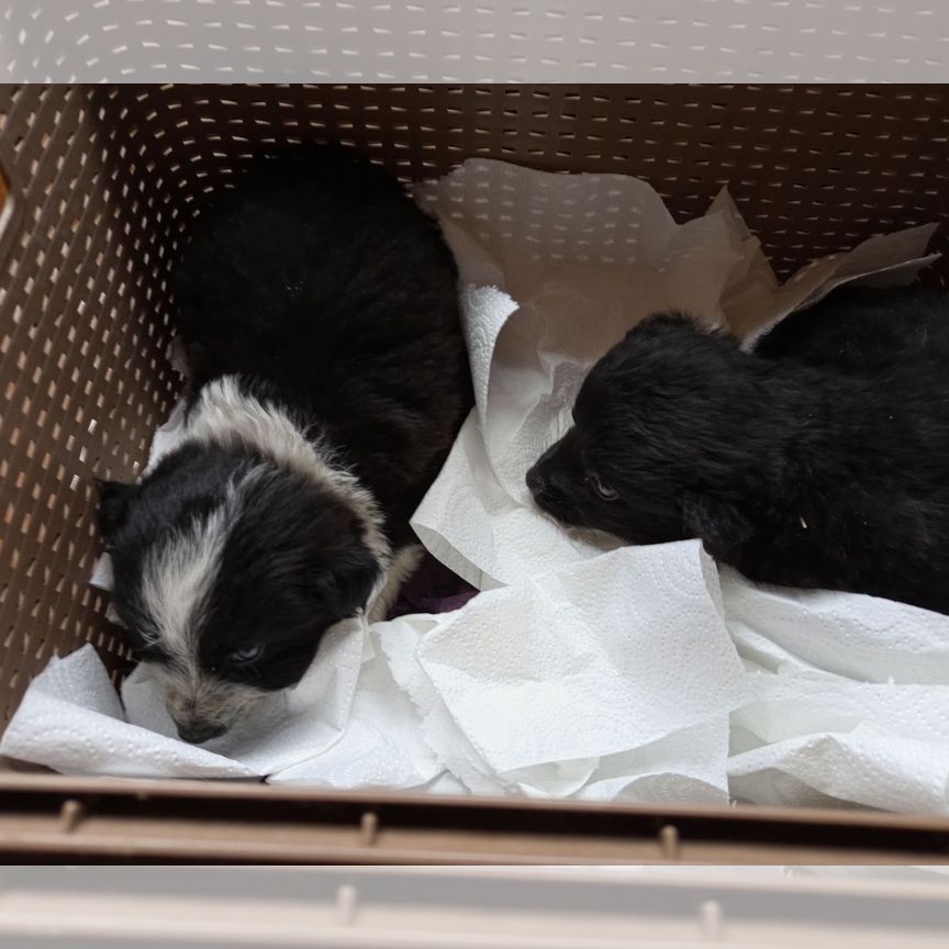 Щенки неизвестной породы