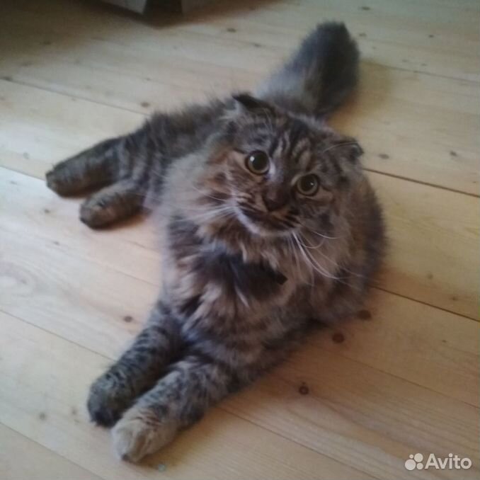 Мурчащее чудо в добрые руки