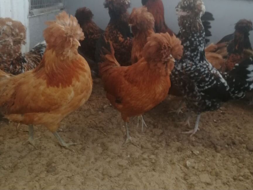 Куры Падуаны