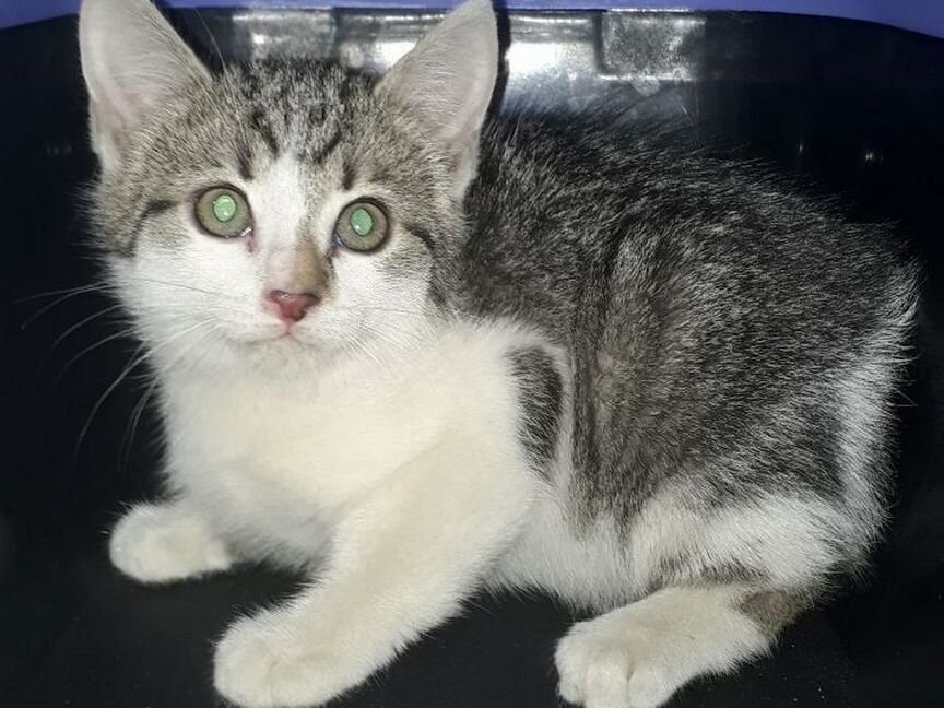 Котенок и кошечка ищут дом