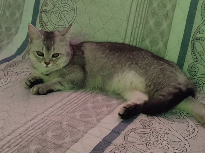 Шотландская прямоухая кошка