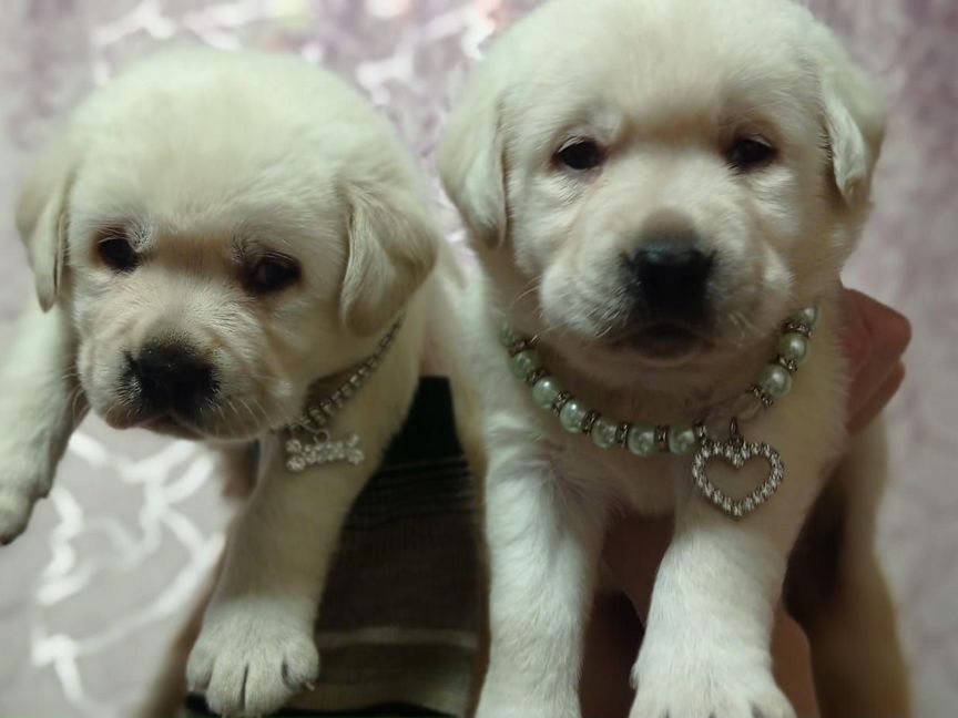 Лабрадор щенки