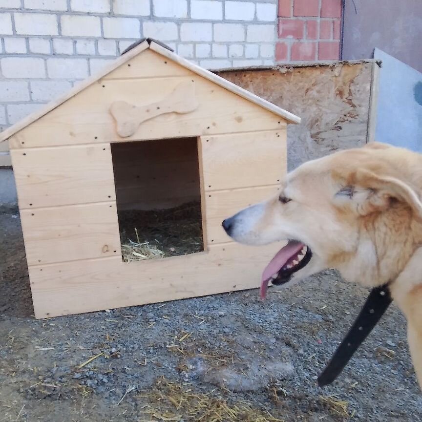 Взрослая собака в добрые руки