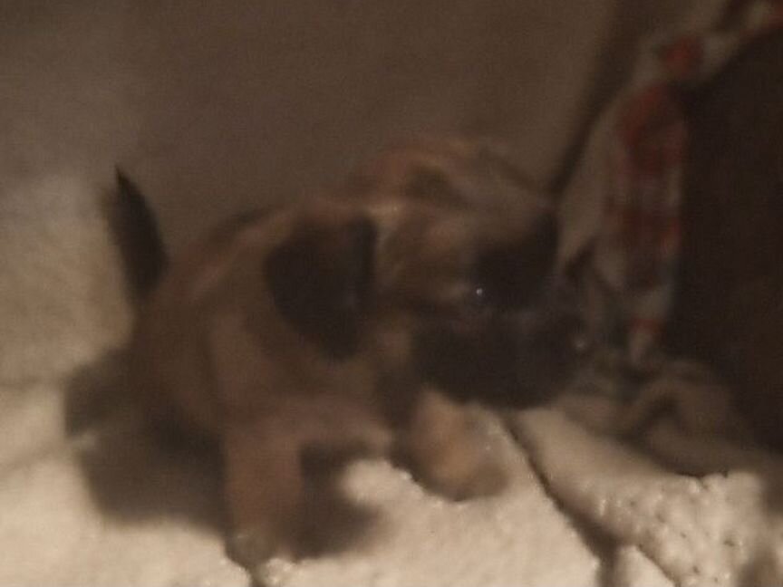 Щенки Тойчик+спаниель