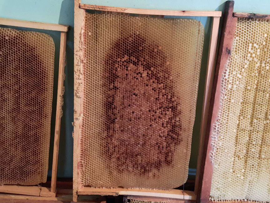 Сушь пчелиная