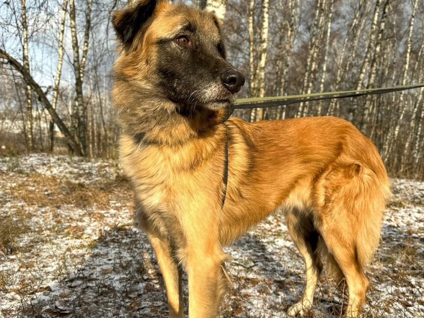 Собака Тайсон в добрые руки