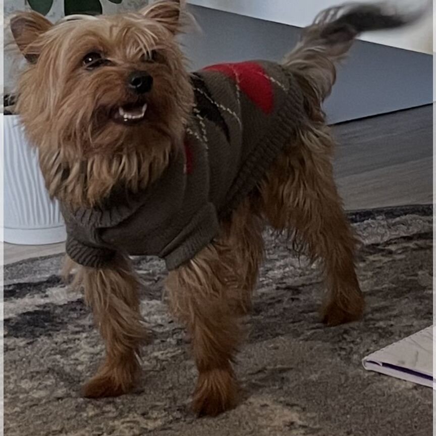 Йоркширский терьер, взрослый пёс