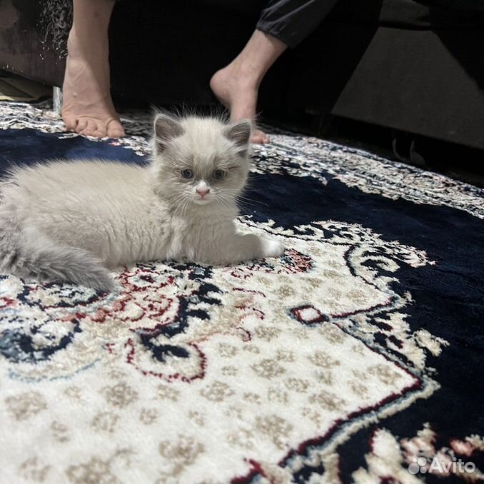 Котенок девочка регдолл