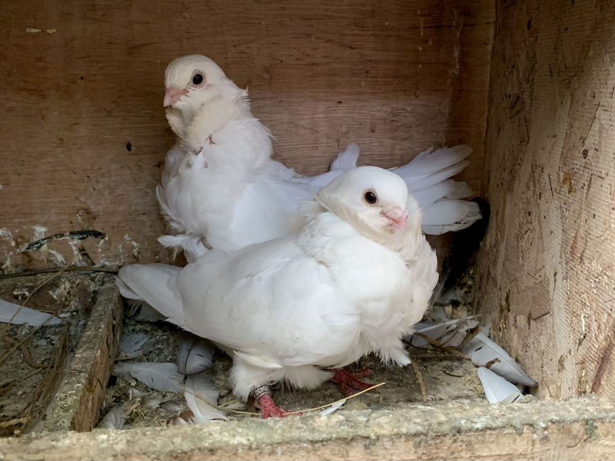 Китайская чайка пара голубь голубка