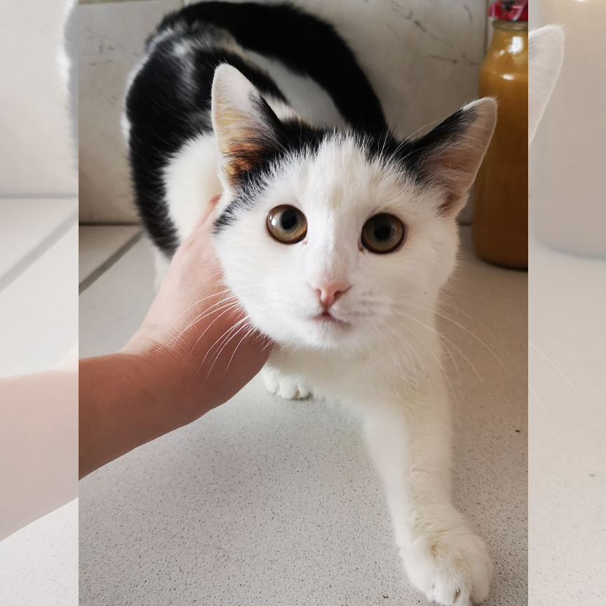 Котёнок в добрые руки