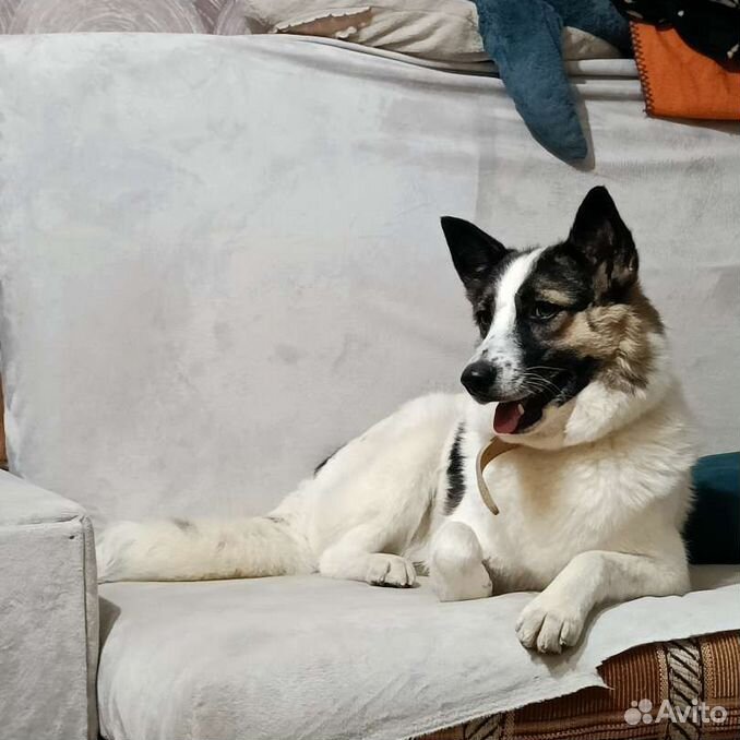 Собака Жасмин бесплатно в добрые руки