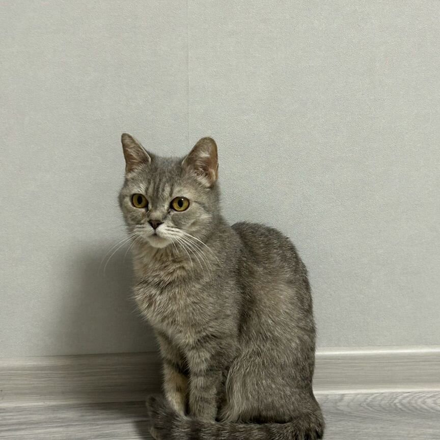 Кошка