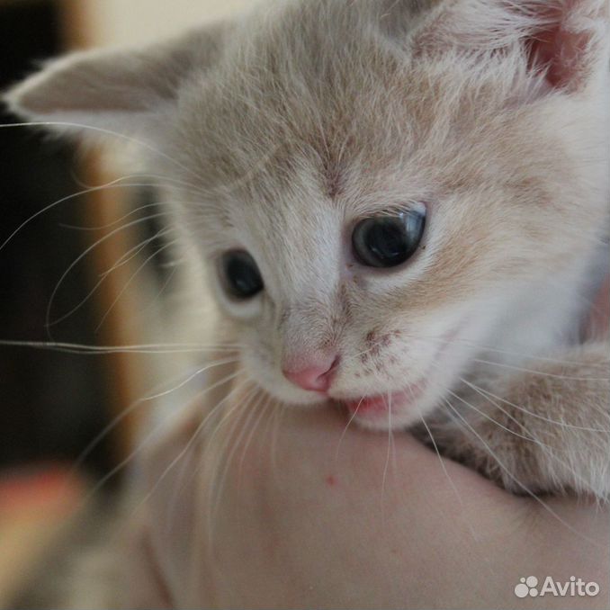 Кефир ищет любящих хозяев