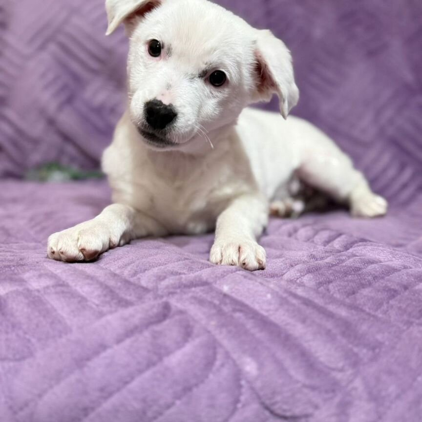 Щенок в добрые руки