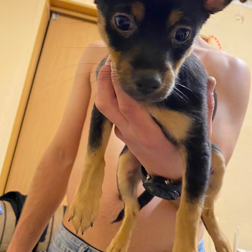 Русский той-терьер, щенок