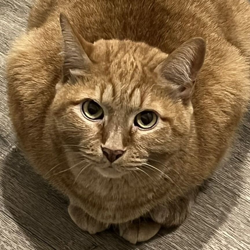 Самый лучший кот