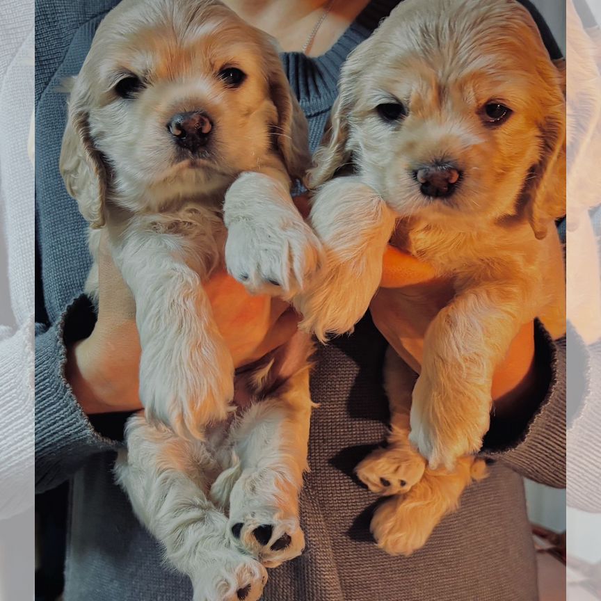 Американский кокер-спаниель, щенок