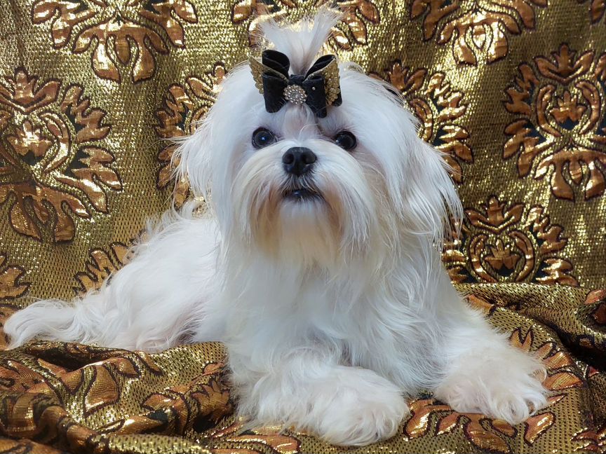 Самый красивый