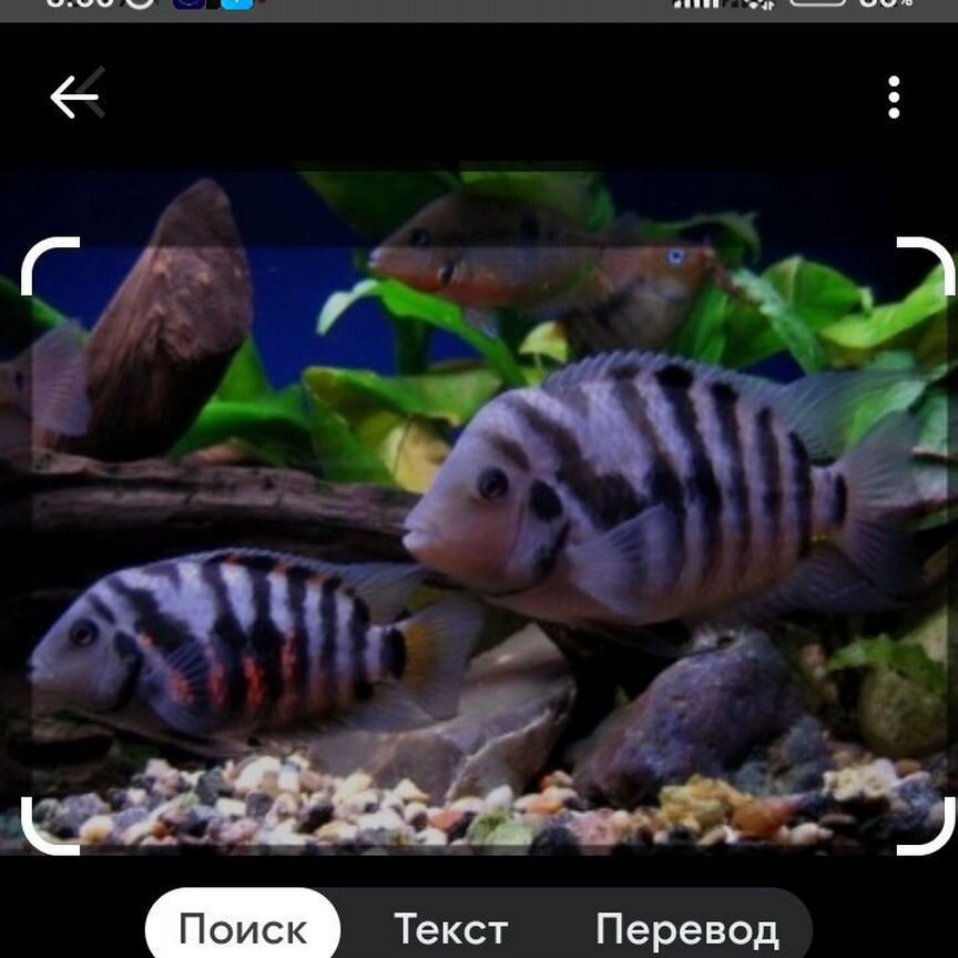 Рыбки цихлиды 2 шт