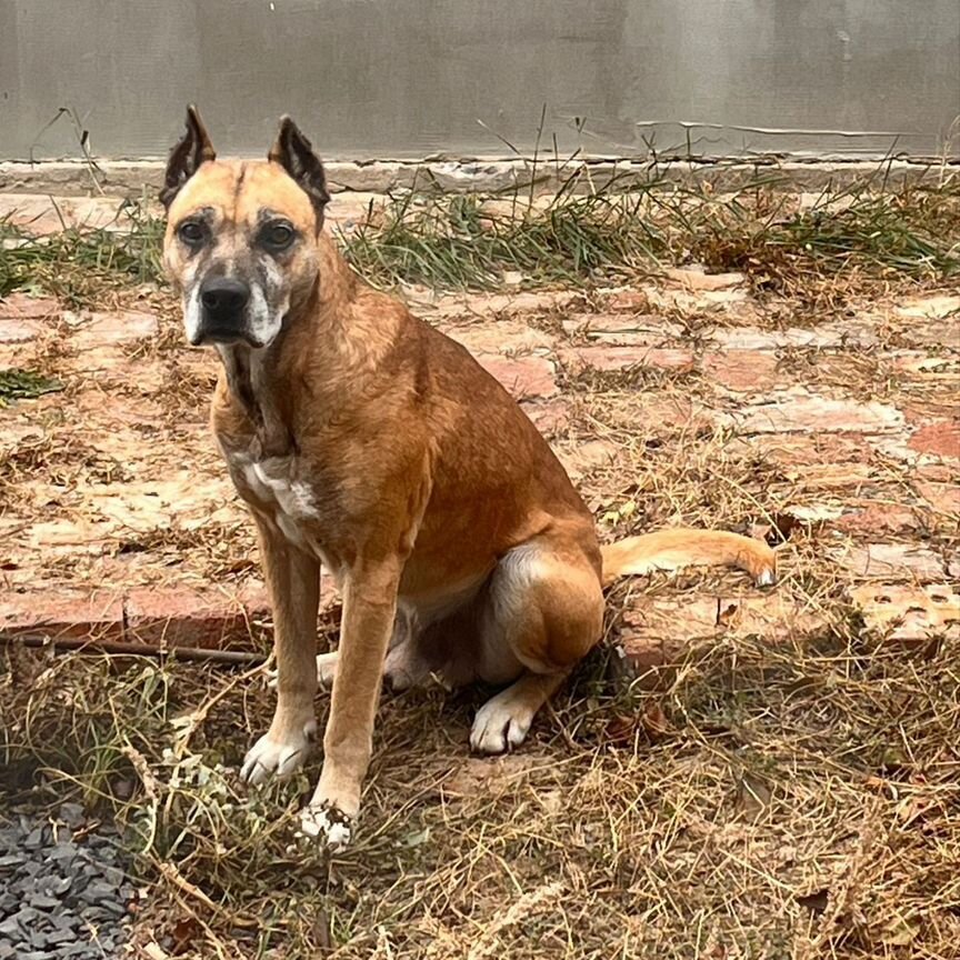 Стаффорд в добрые руки