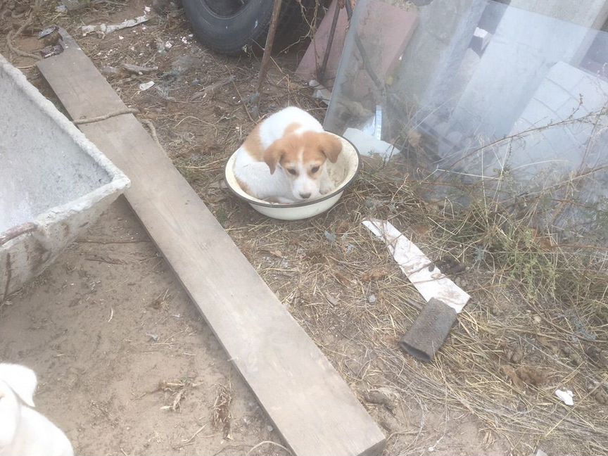 Щенки