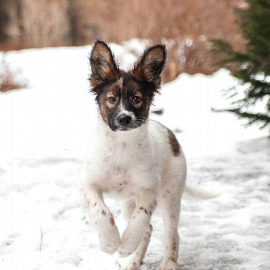 Щенок в добрые руки