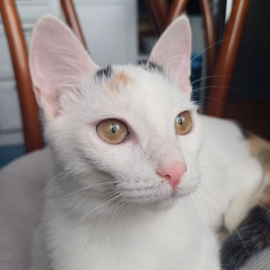 Кошки