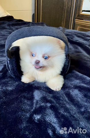 Эксклюзивные щенки шпица