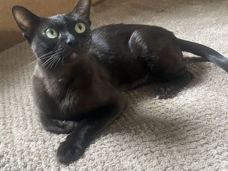 Бурманская кошка