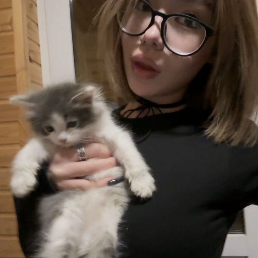 Котенок (мальчик)