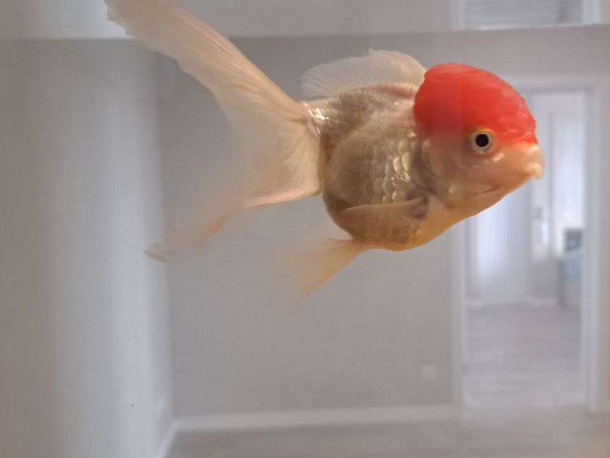 Аквариумные рыбки