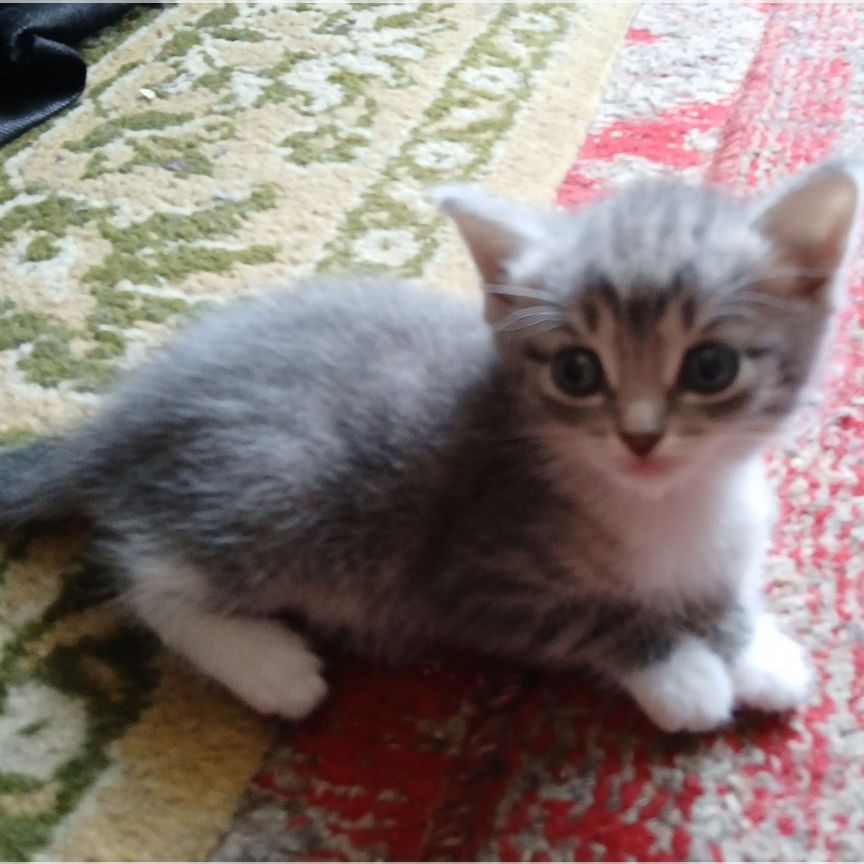 Котёнок в добрые руки