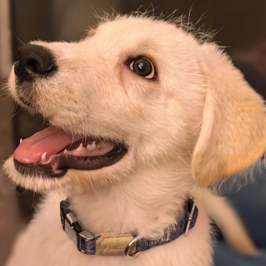 Щенок в добрые руки