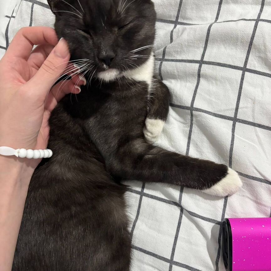 Взрослый кот в добрые руки