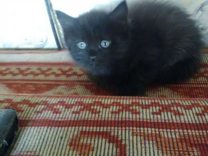 Кошка в дар
