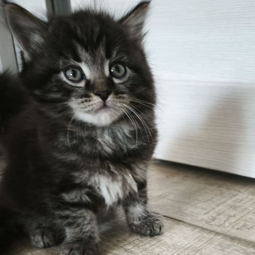 Сибирский котёнок