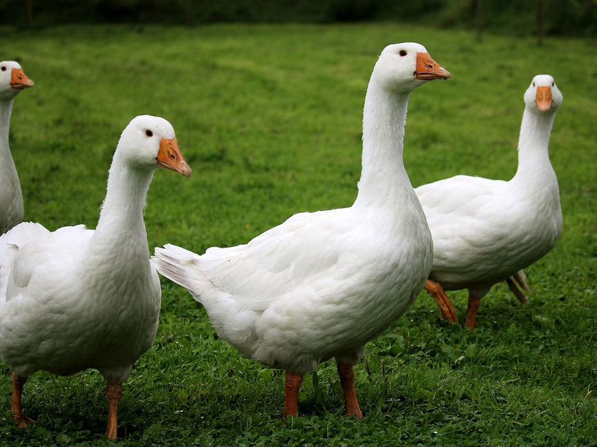Семья гусей 4 шт